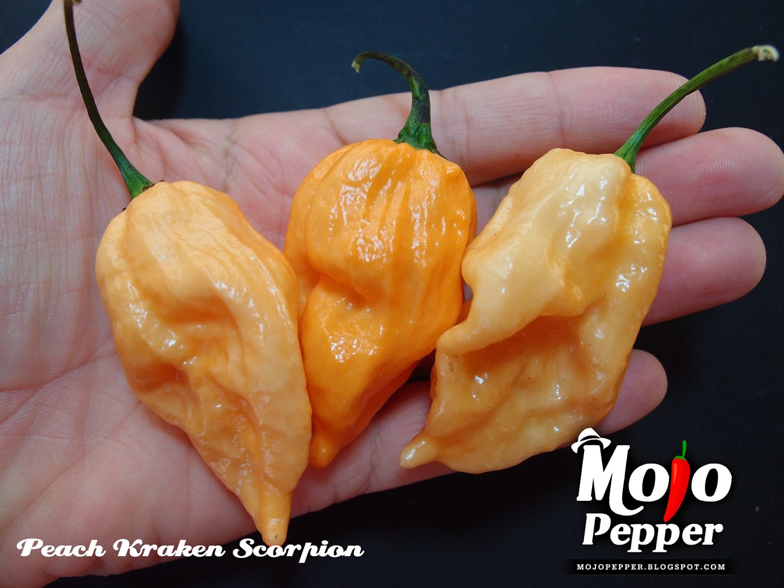 The Mojo Pepper - Just a Chili Pepper grower