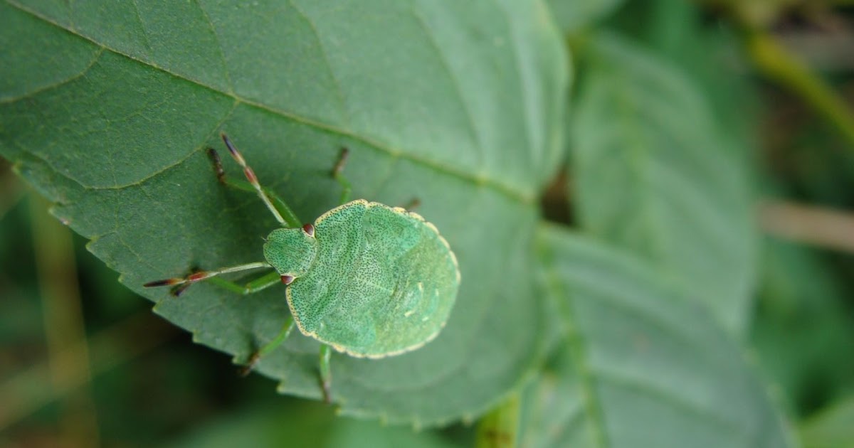 © Mein Waldgarten: Grüne Blattwanze