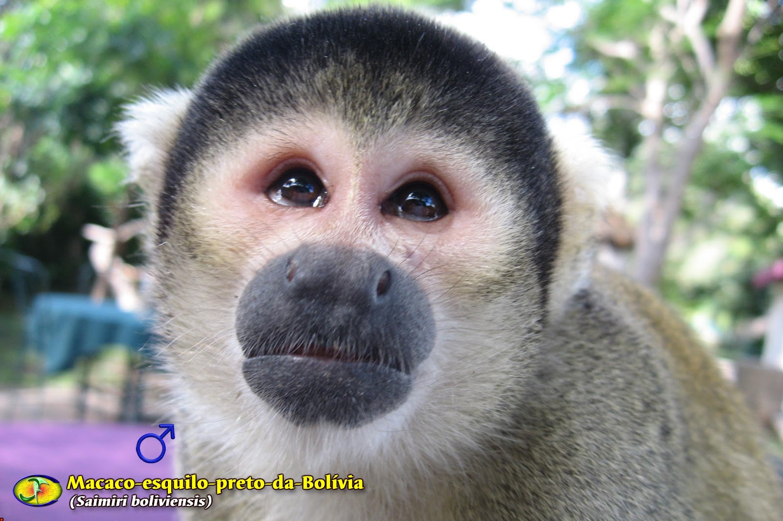 Mamíferos: Macaco-esquilo-preto-da-Bolivia (Saimiri boliviensis)