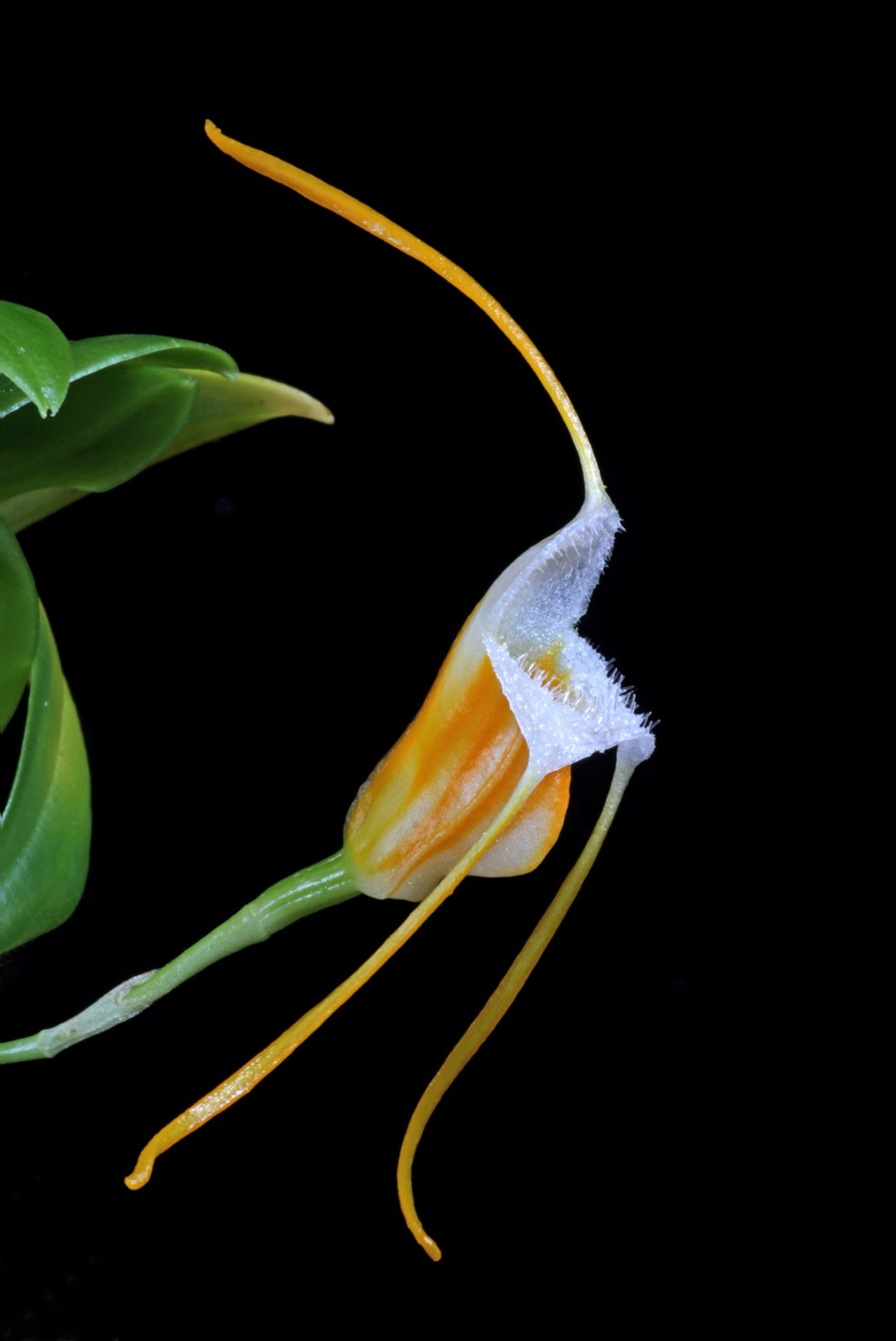 Orchids in Bloom: Saltatrices Masdevallias