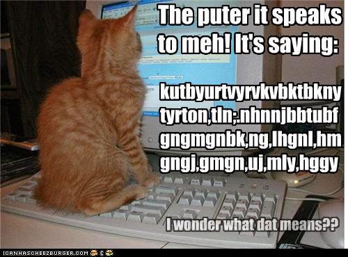 Cute Cat and Funny Cat: The puter is speaks to meh! .......... I wonder ...