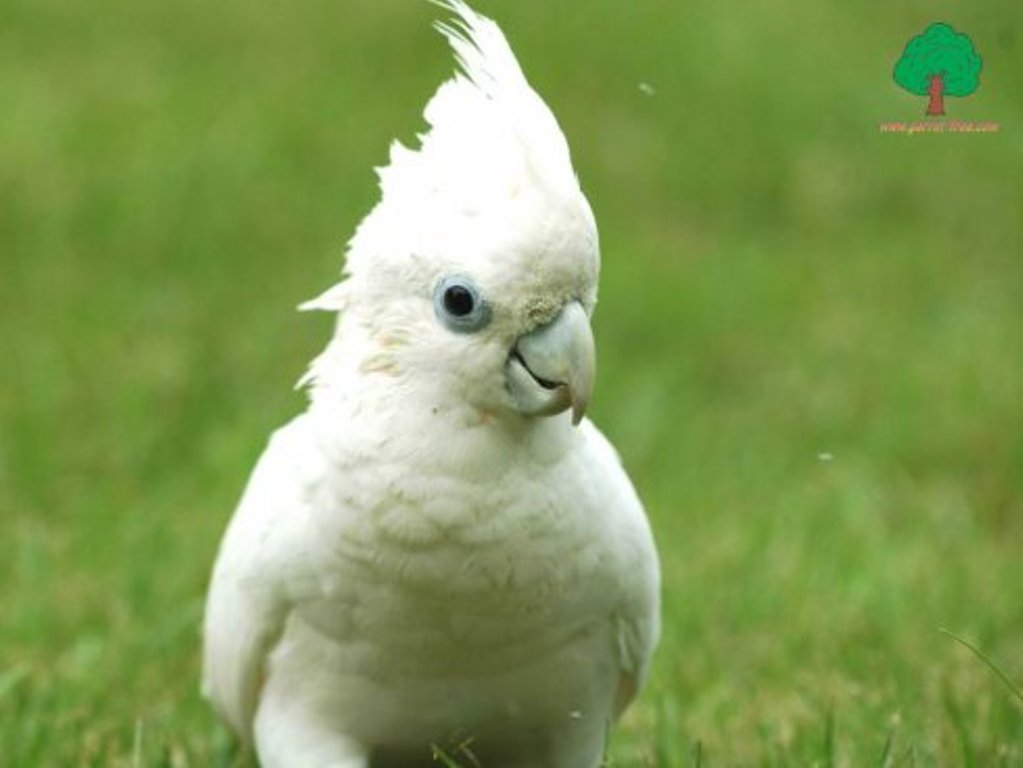 Imágenes de Pájaros: Cacatuas