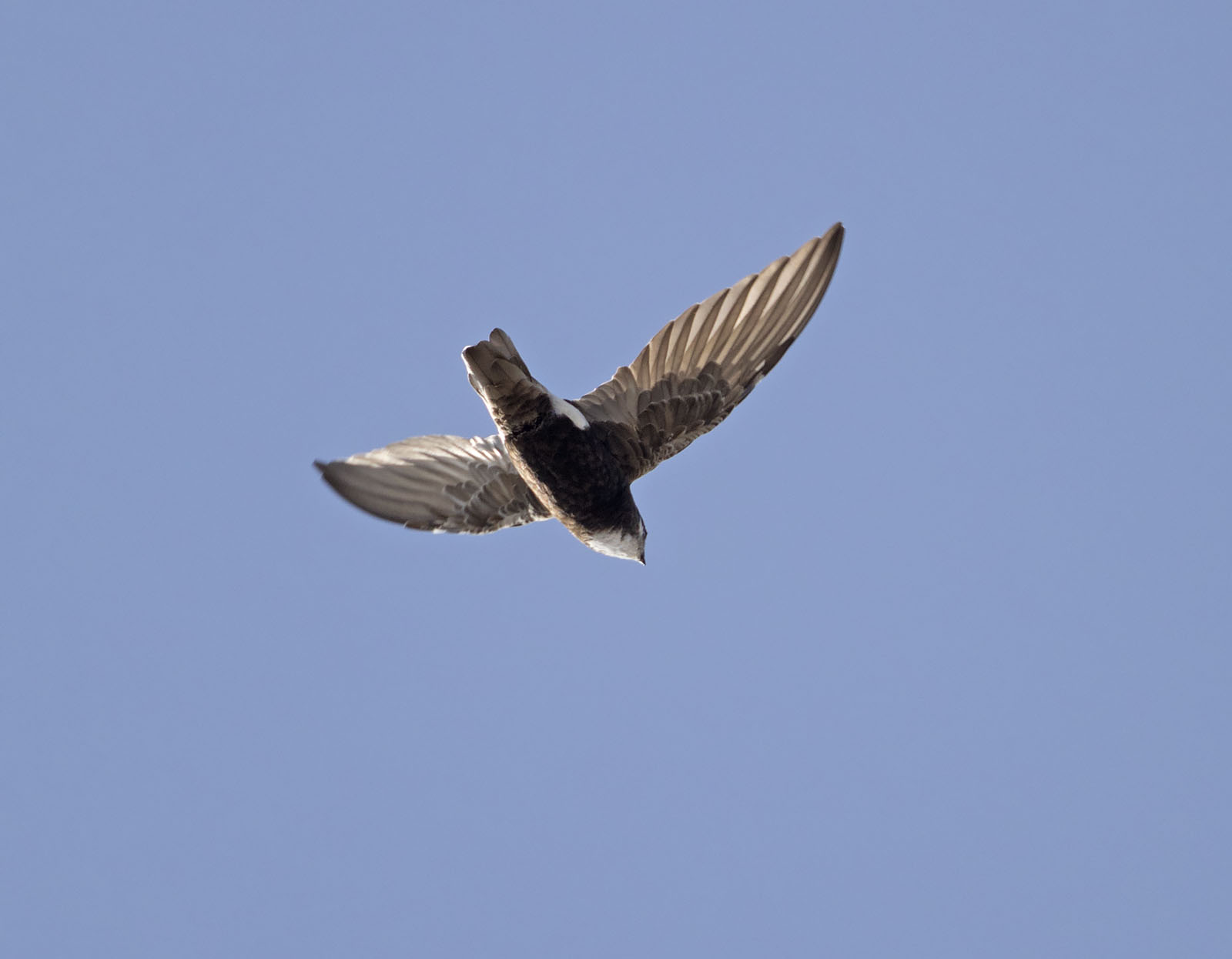 pewit: Little Swifts