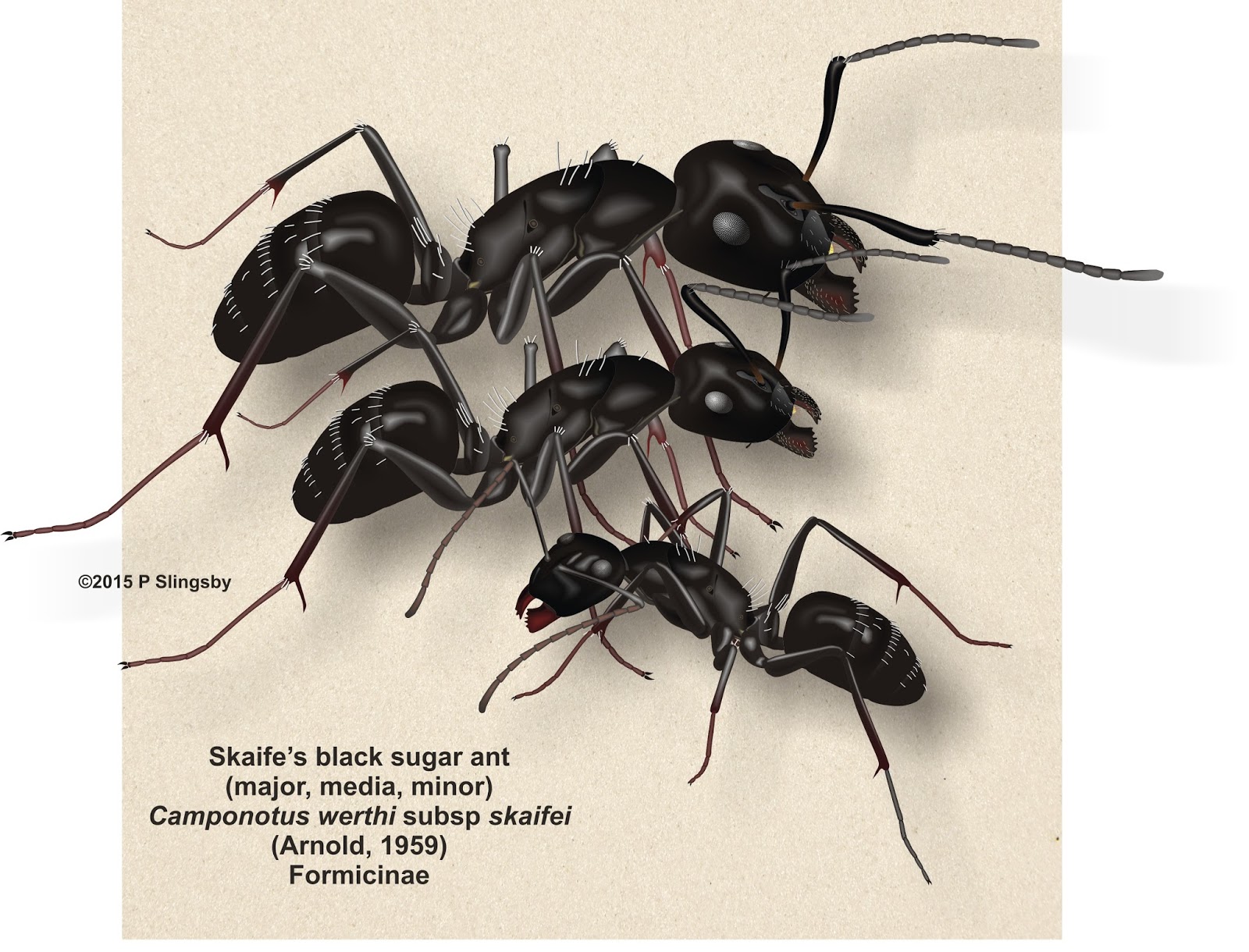 - Ants of Southern Africa -: Camponotus species: Sugar ants