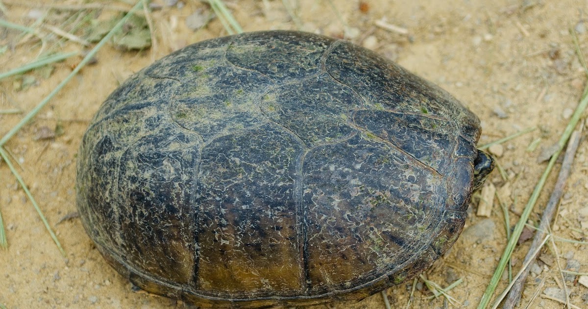 Stinkpot Turtle Plastron