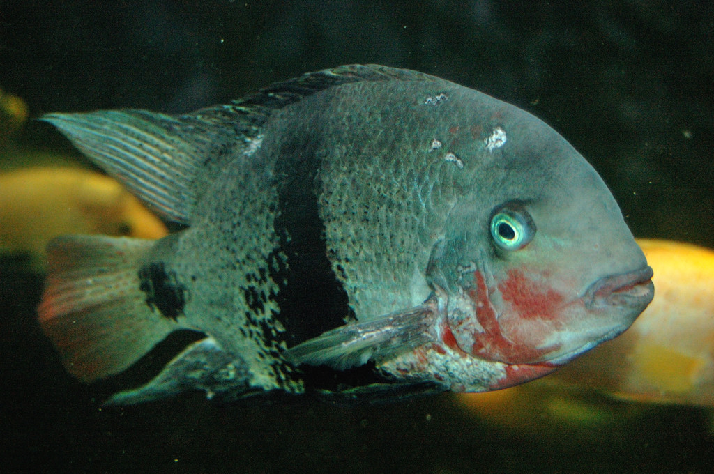 Flowerhorn The Hybrid Cichlids: Vieja
