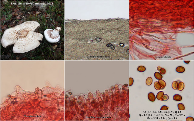Microscopía de hongos. Vol 1 . A - C: Agaricus impudicus