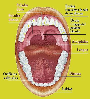 Fonética y Fonología del Español: Fonética articulatoria