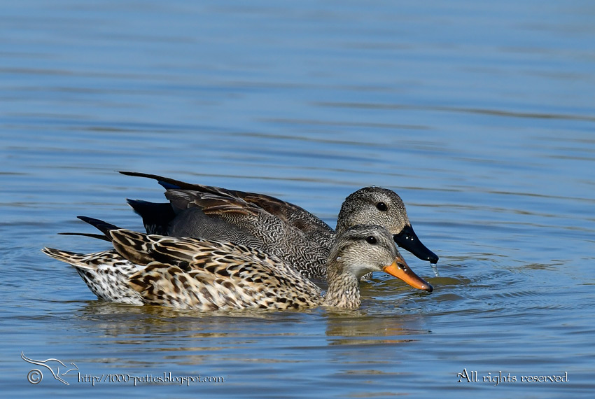 WILDLIFE GATEWAY: Canard chipeau