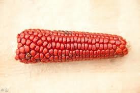 el proceso a seguir para sembrar y cosechar el elote