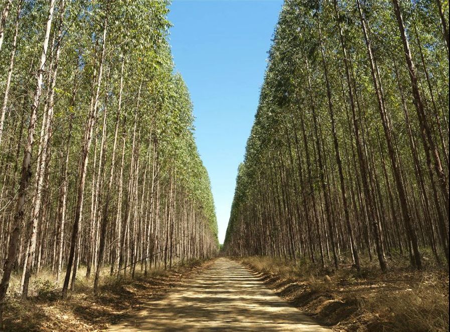 Geographically!: Theme 2 - Brazil - The Miracle of the Cerrado