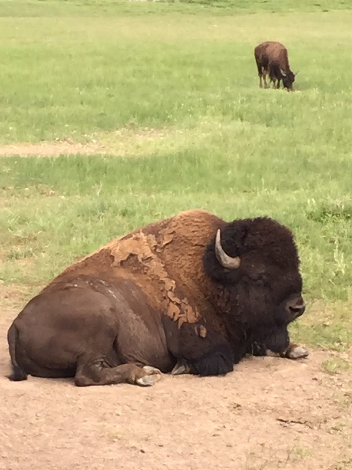 Stepping Out, Shining Through: The Great North American Bison