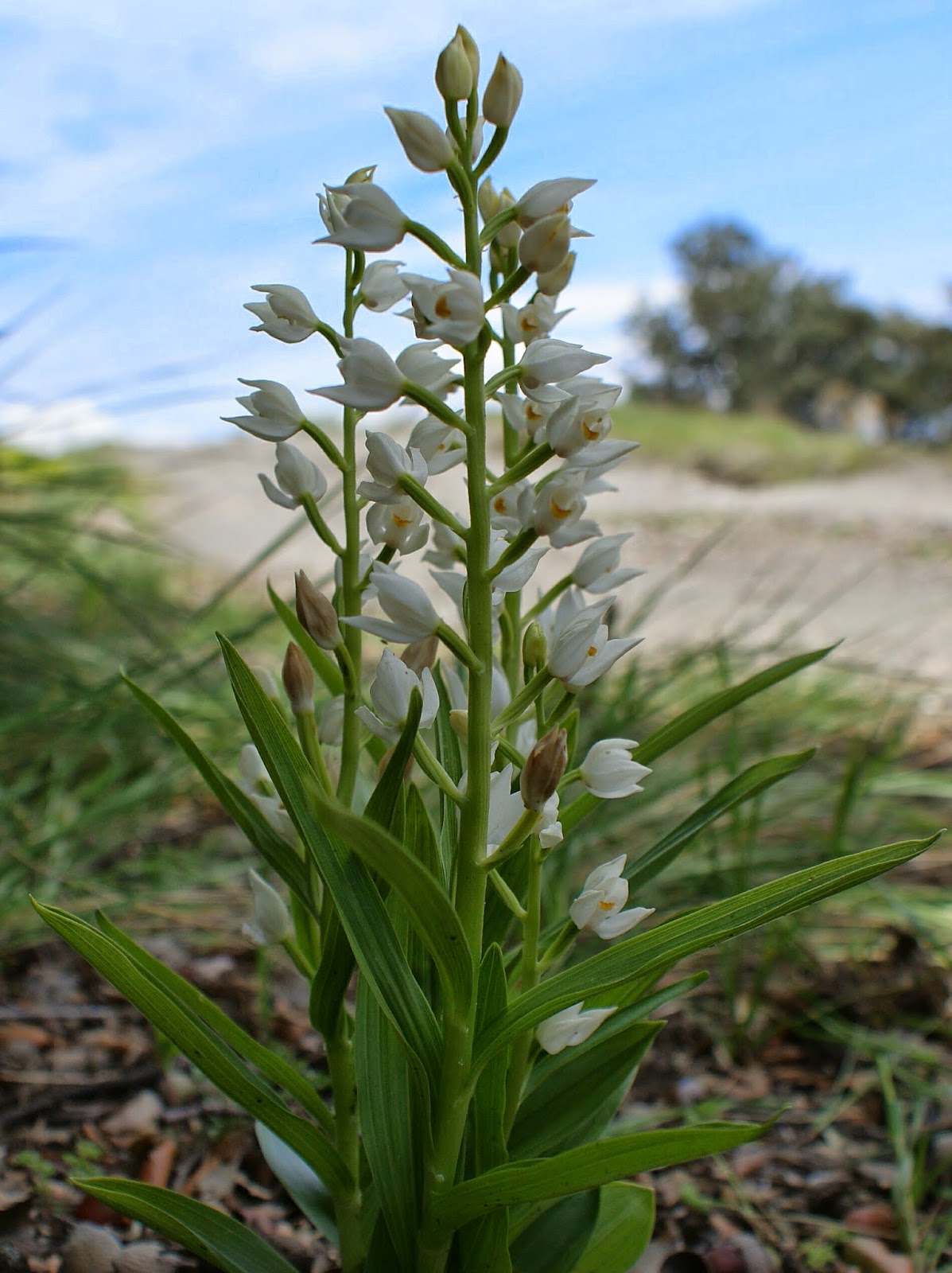 Cephalanthera longifolia | Wild flowers of Europe by Anita Beijer