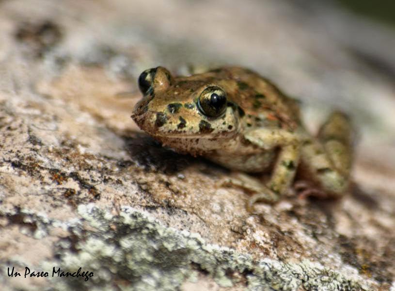 Un Paseo Manchego: Sapillo moteado común; Pelodytes punctatus.