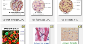 Organisasi Kehidupan Tingkat Jaringan, Organ, dan Sistem Organ | Bu ...
