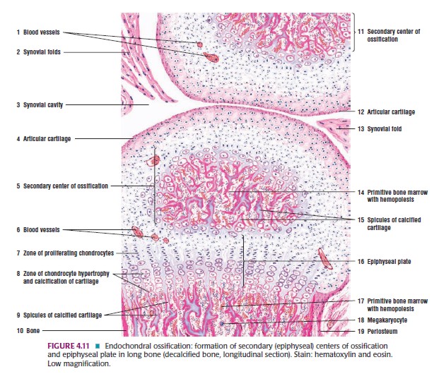 Histologi:Jaringan Tulang dan Kartilago | BlogK Putih