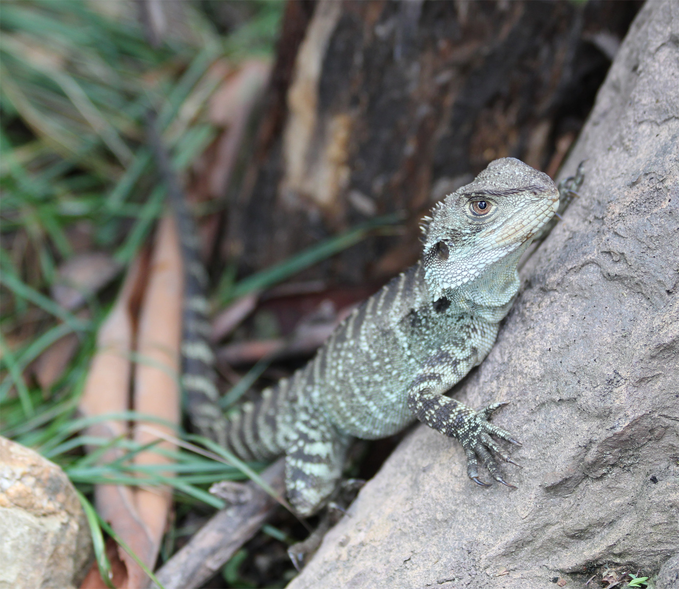 BirdCam on Cheltenham: Australia - Birds and other critters