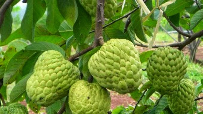 Cara Merawat Tanaman Dan Aneka Tanaman Hias: Budidaya Srikaya "Si ...