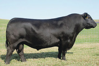 Canadian Angus Association Blog