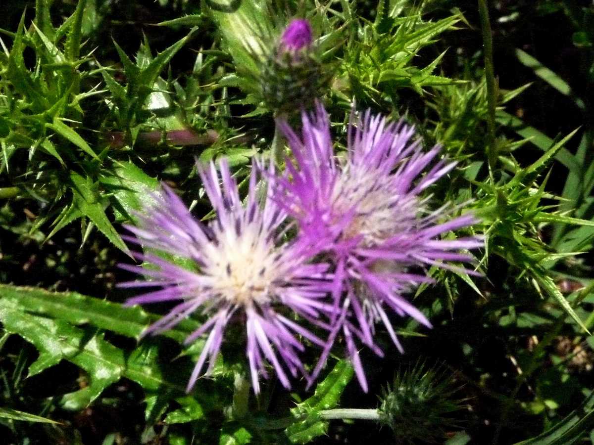 r o b i n 's y a r d: Galactites tomentosa