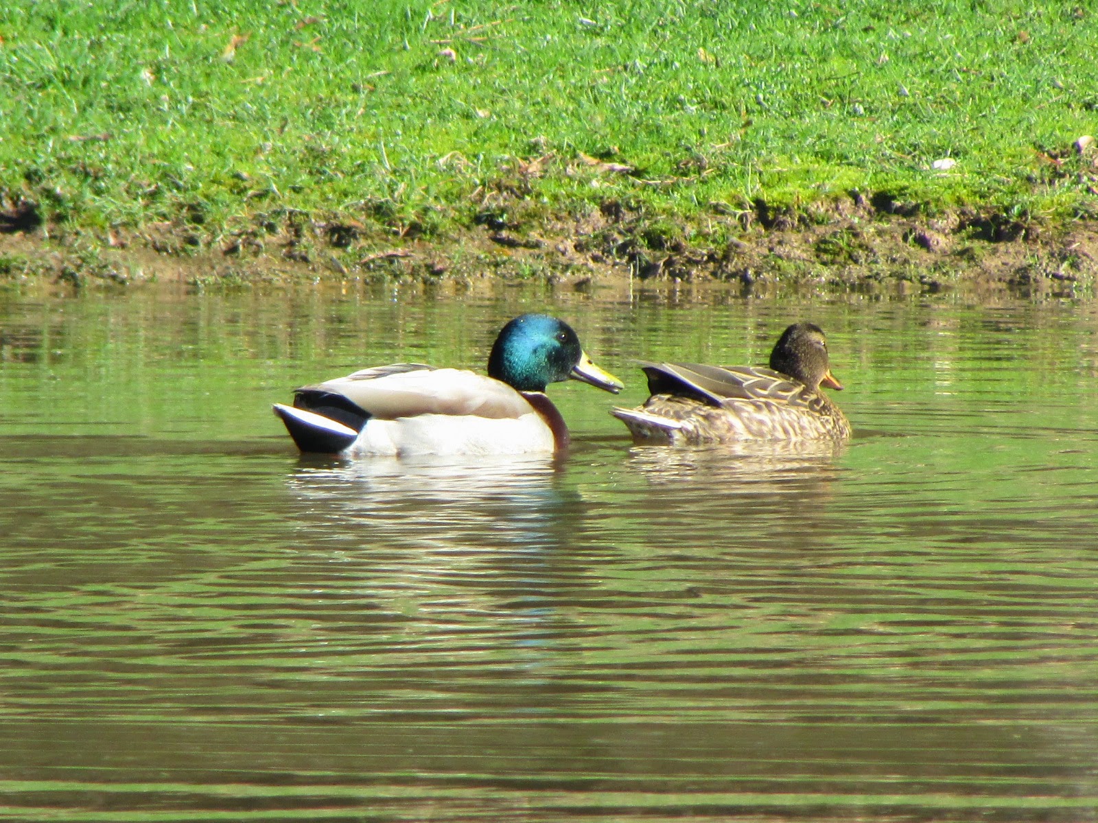 Love For His People: Ducks Enjoying First Day of Spring - Charlotte, NC