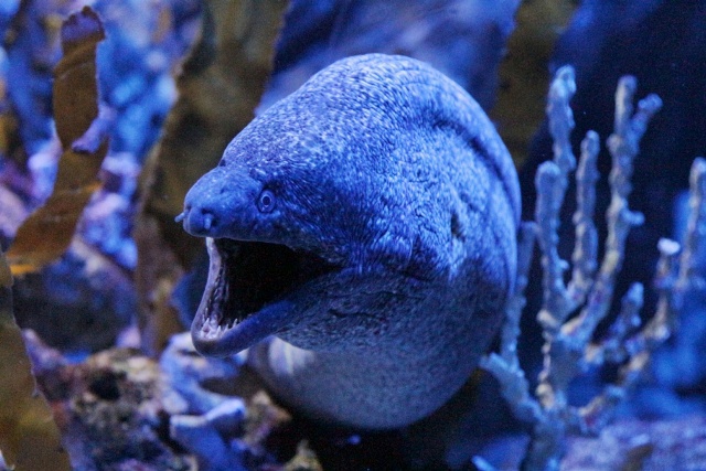 Sea Life Benalmádena, visitando el acuario de Málaga | Viajar con niños ...