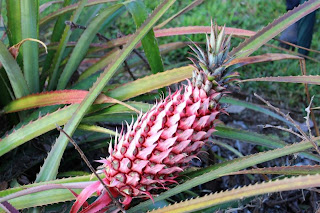 Daleys Fruit Tree Blog: John Picone's Orchard - Perhaps Best Home ...