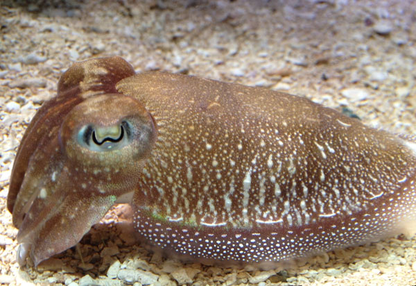 Aquarium News and Updates