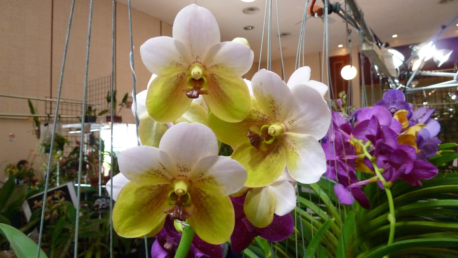 Hooray! Plants!: February 2015