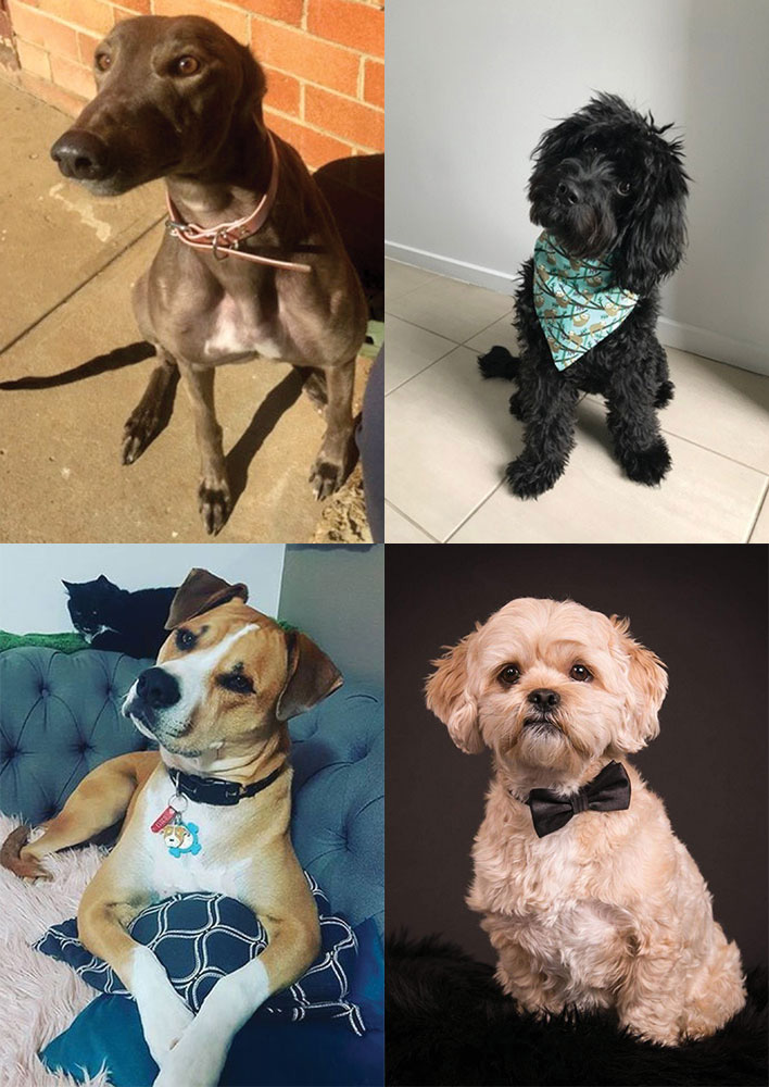 Lyka Pet Food crowns Winner of most Lykable Dog Competition ...