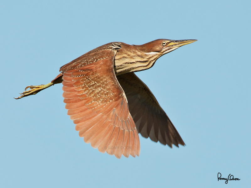 Romy Ocon's Wild Birds of the Philippines: Cinnamon Bittern in flight