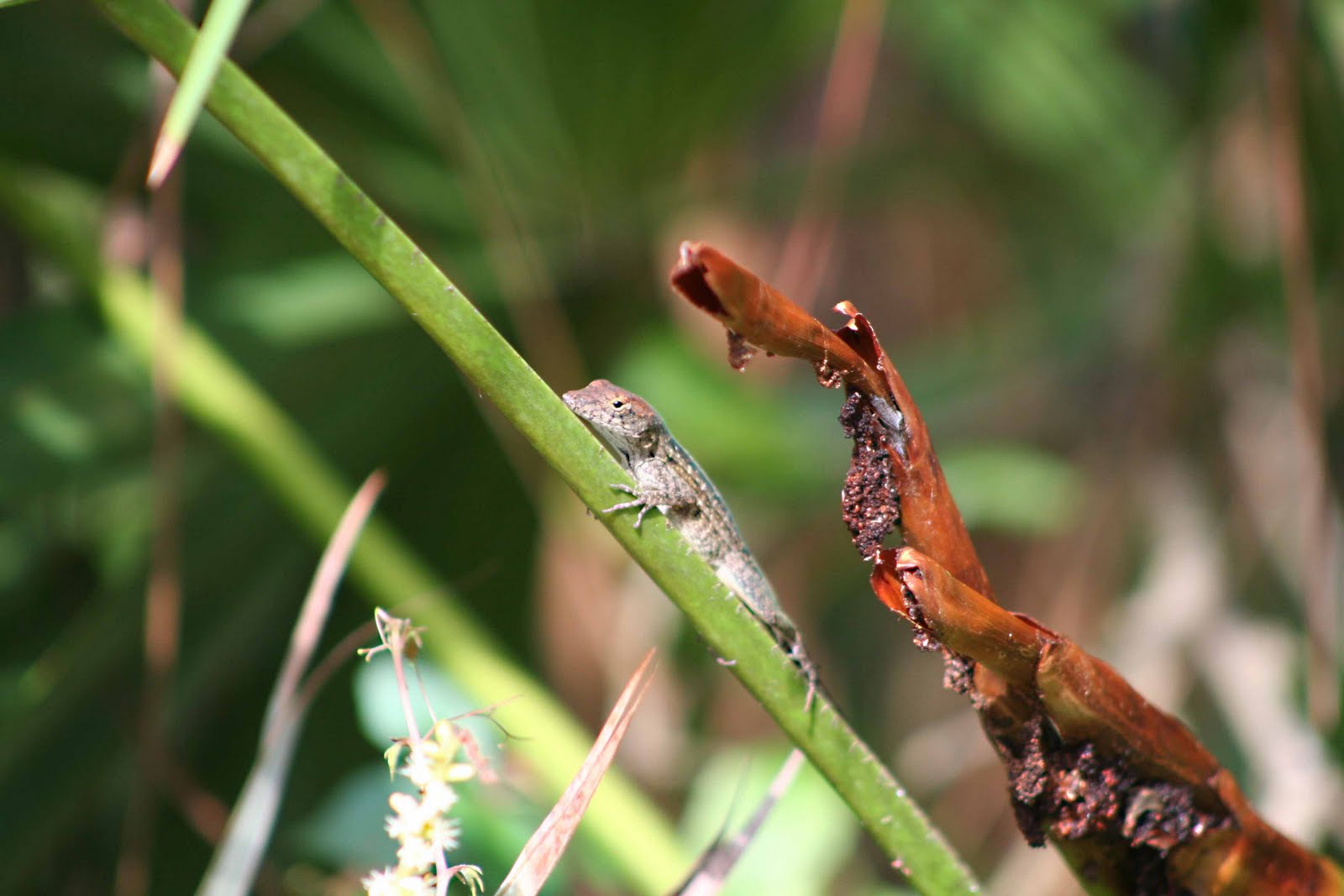 MadSnapper: Leaping Lizards