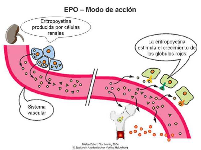 Nefrologiaysalud: La eritropoyetina (EPO). La hormona trampa del ...