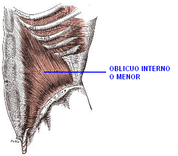 Sistema Muscular: Musculos del abdomen