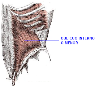 musculos del core: 2014