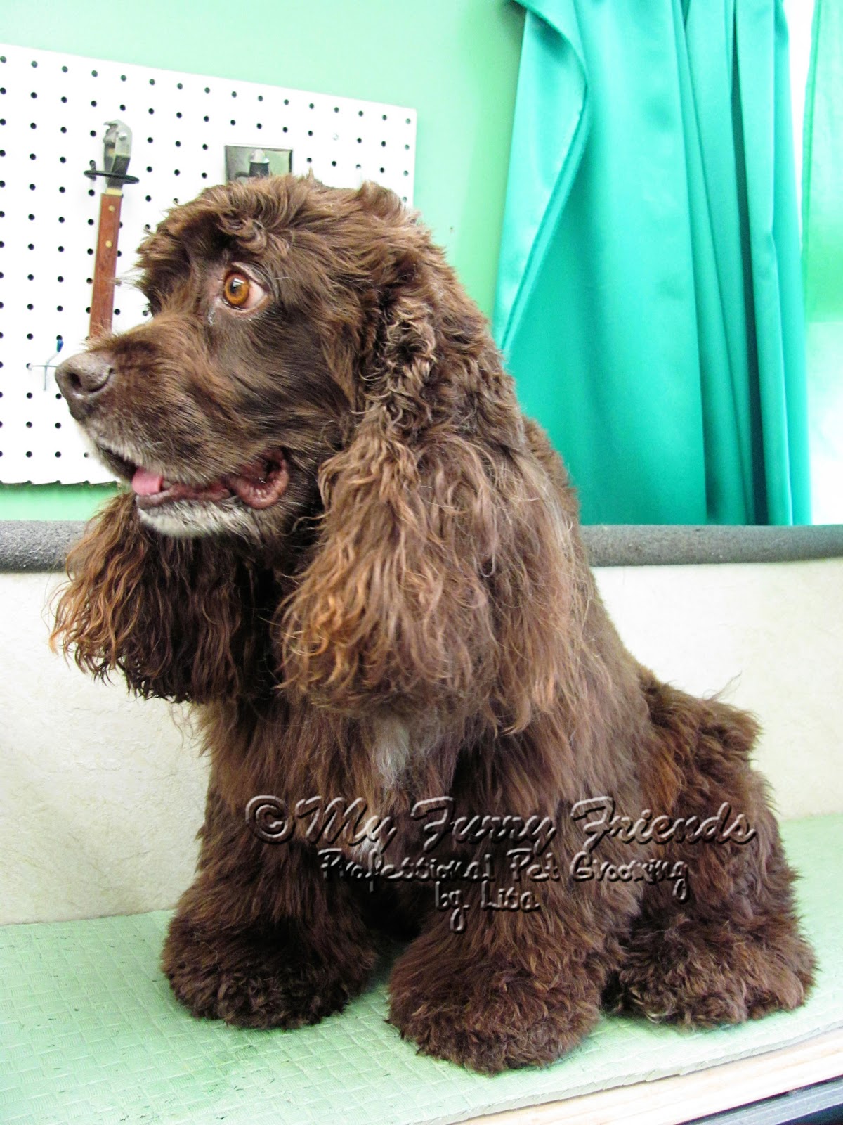 Pet Grooming: The Good, The Bad, & The Furry: Makeover Monday #17 ...