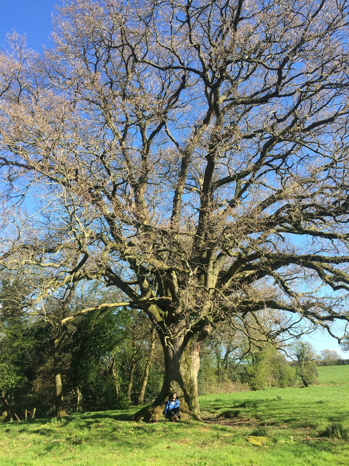 birdgirl: Birding around my village in the Chew Valley and admiring trees