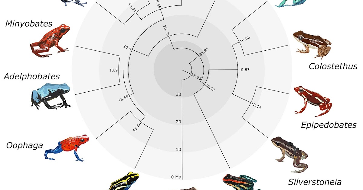 Species New to Science: [Herpetology • 2019] Phylogenomic ...