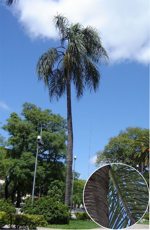 v e r d e c h a c o: Pindó