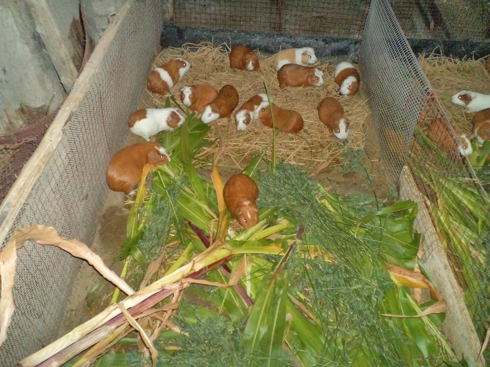 Crianza de cuyes | crianza de cuyes conejos y mascotas