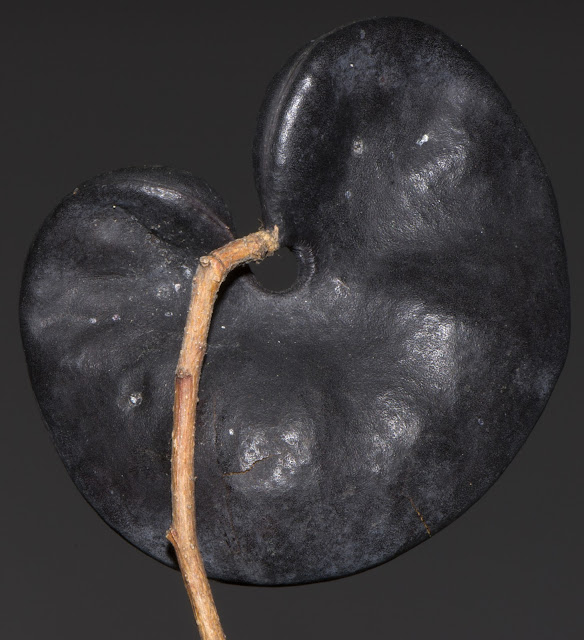 FOTOGRAFIAS DE LA FLORA AUTOCTONA DEL URUGUAY: TIMBÓ