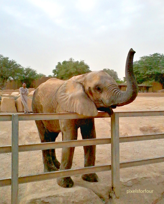 Holiday in Riyadh Zoo