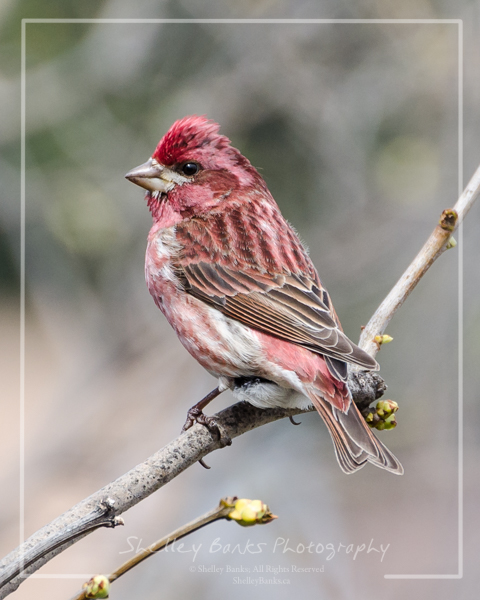 Prairie Nature: Purple Finches at our Regina Backyard Bird Feeder