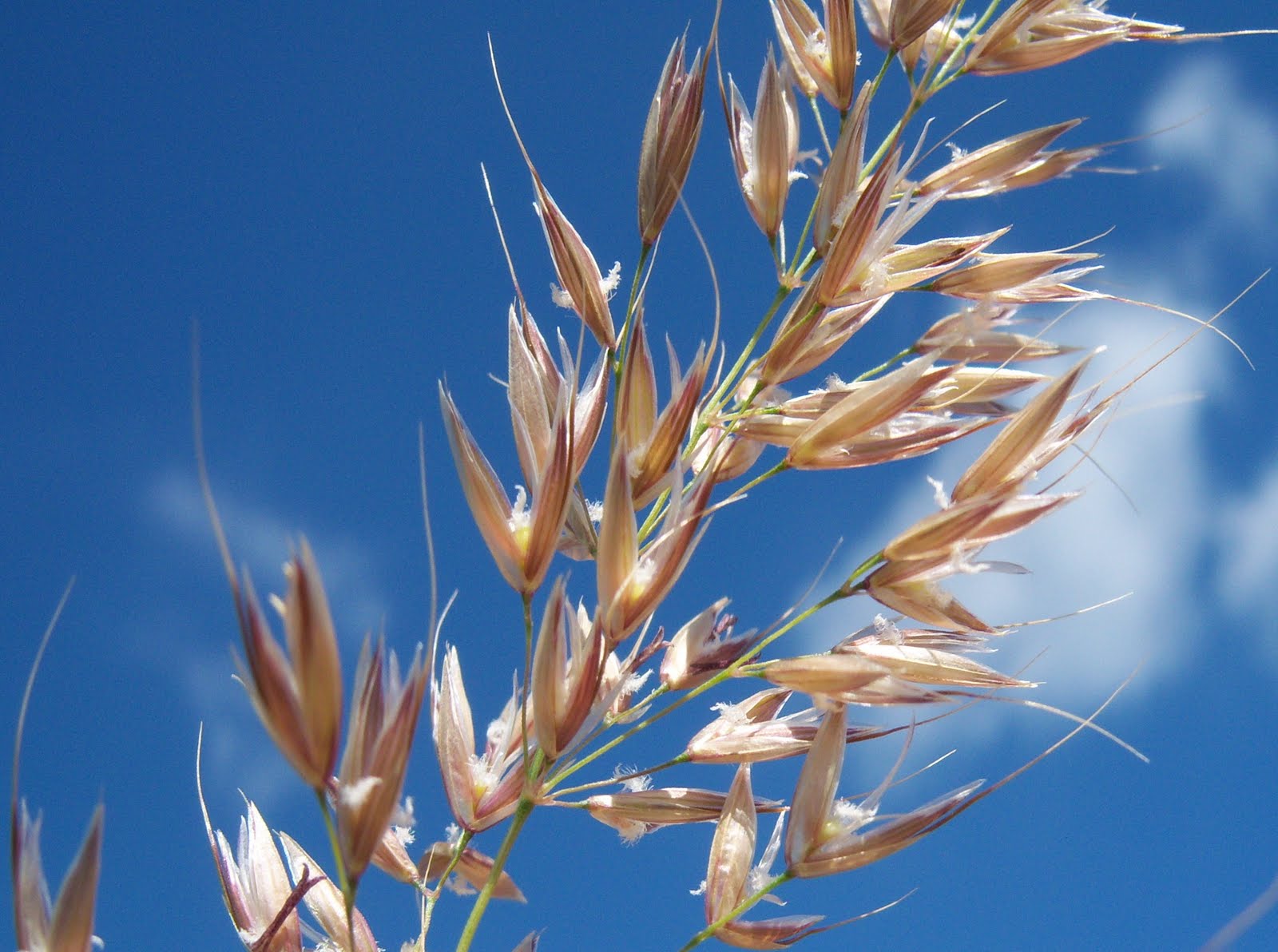 POA COMUN - BOTÀNIC SERRAT