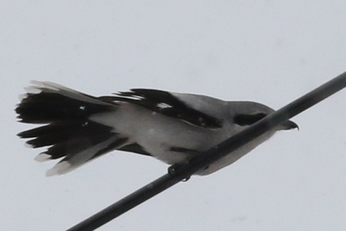 A Northern Shrike in Japan