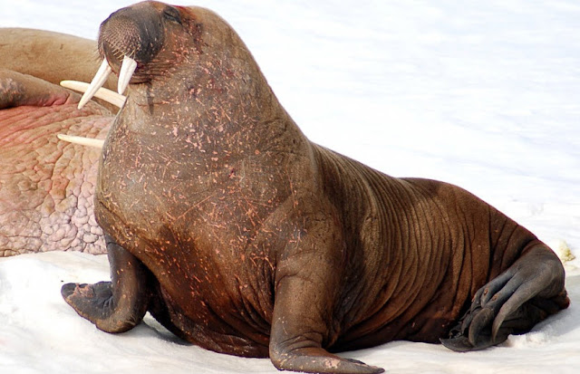 Walrus | The Biggest Animals Kingdom