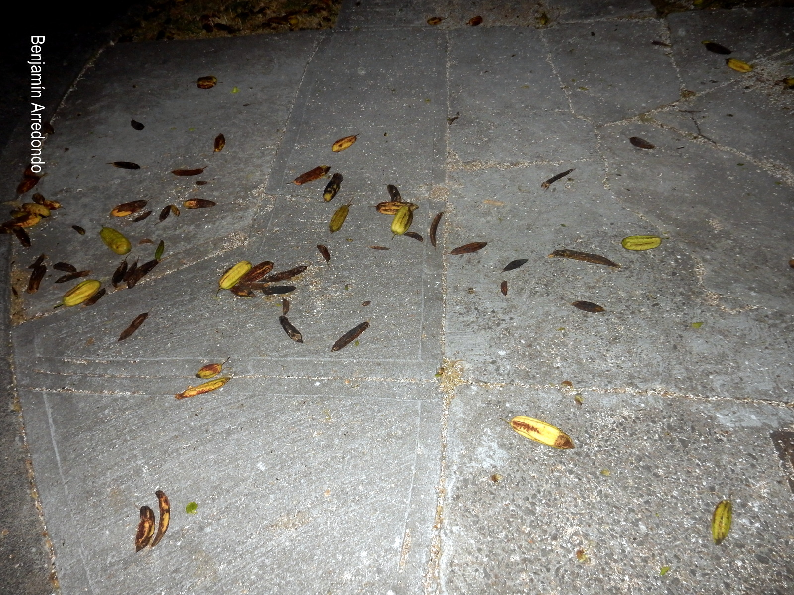 El Bable: El Chote y sus bondades