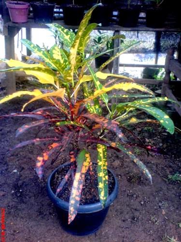 Jual Jenis Pohon Puring | Jenis Puring | Habiban Plants