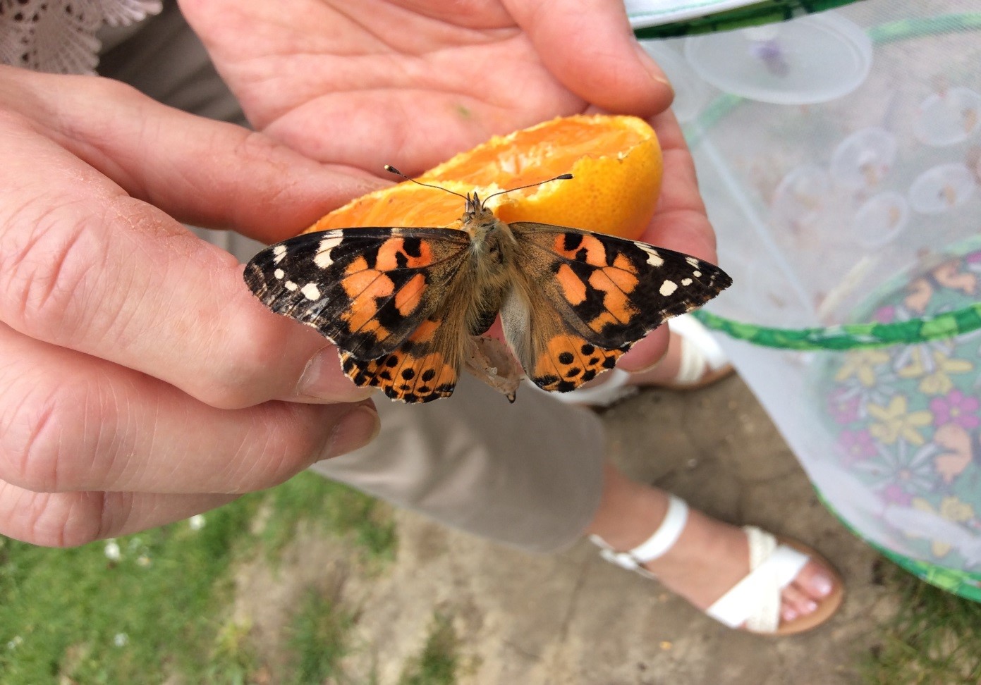 Clockhouse Primary School: Minibeast hunting in Early Years