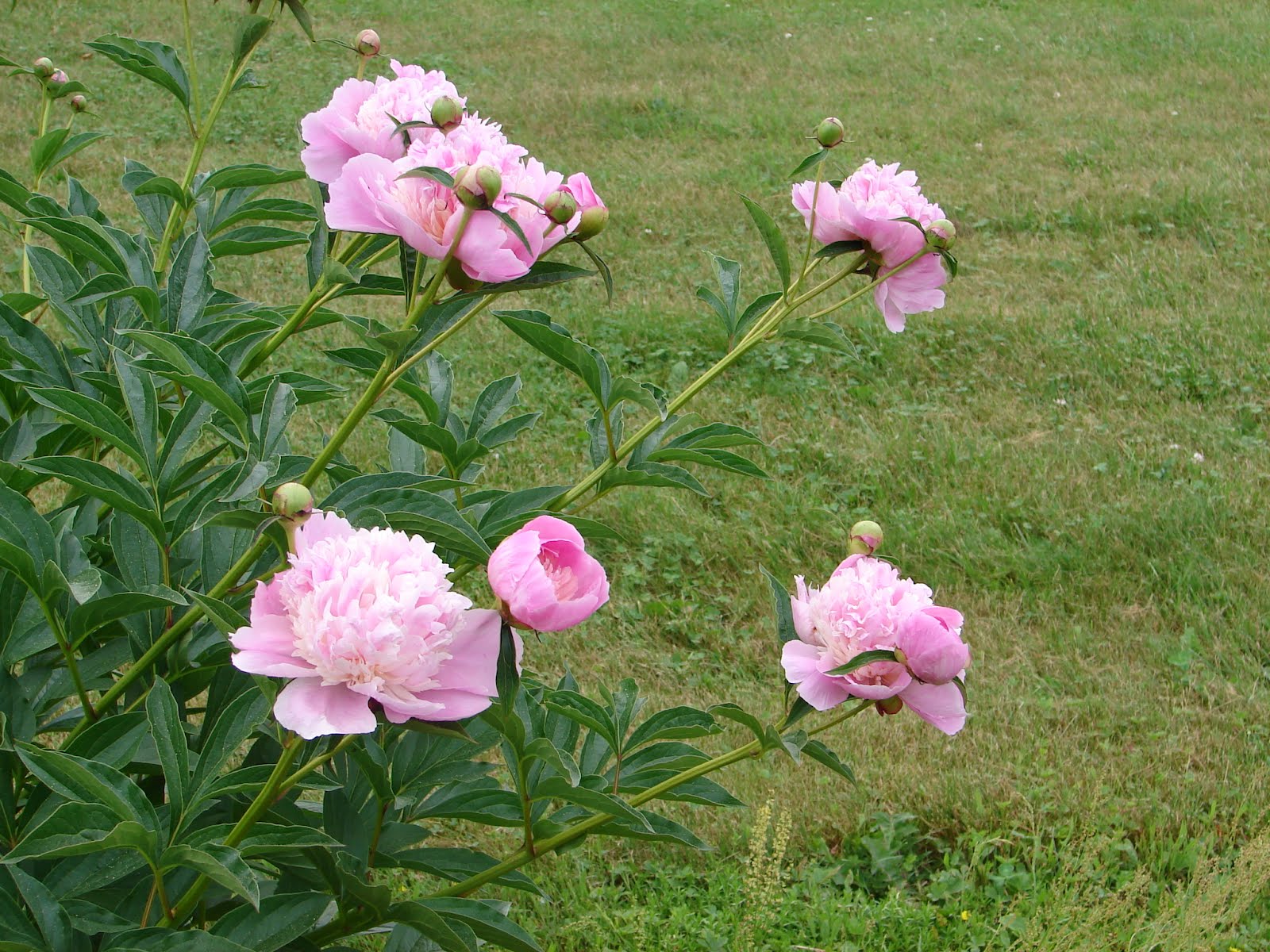 One Love Farm: Peony